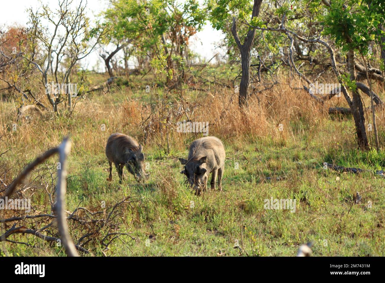 Warthog, Kruger National Park in South Africa Stock Photo - Alamy