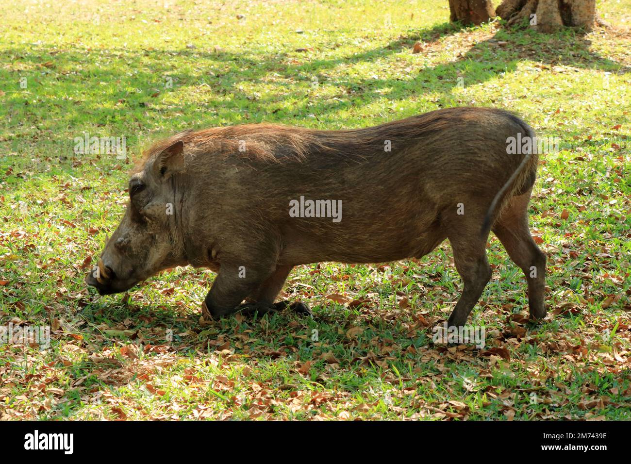 Warthog, Kruger National Park in South Africa Stock Photo - Alamy