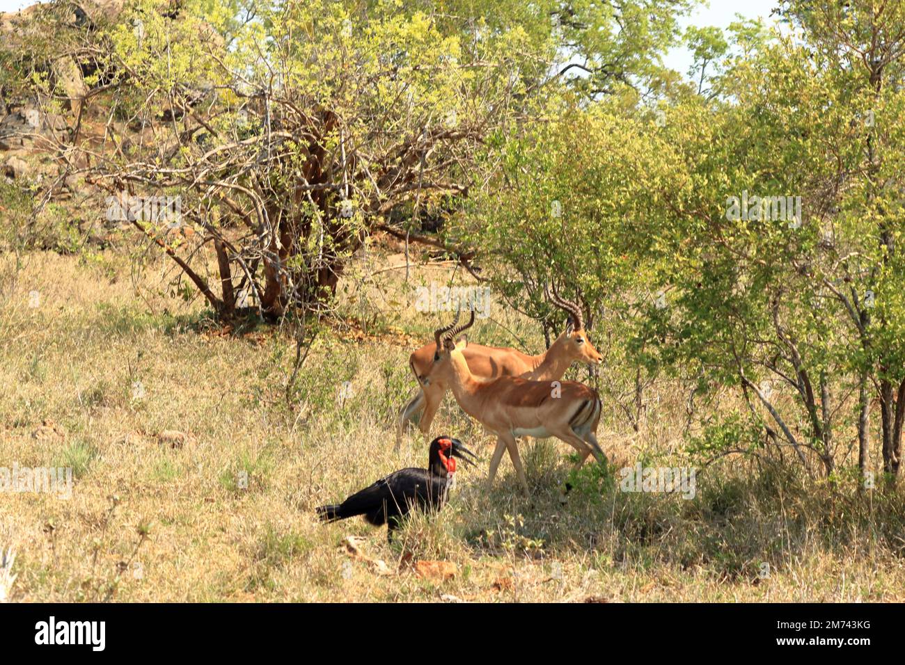Impala and Southern Ground Hornbill (Bucorvus leadbeateri), Kruger ...