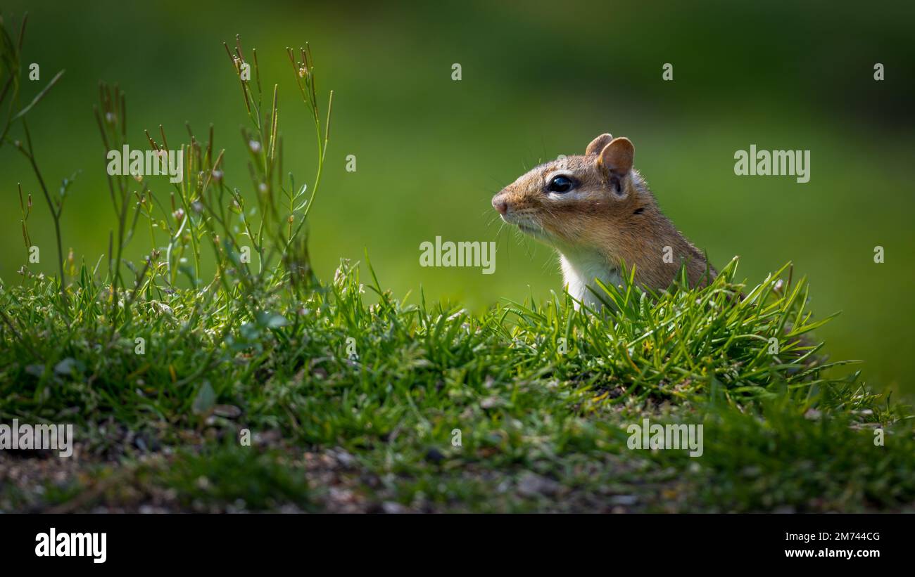 Beautiful shot cute chipmunk hi-res stock photography and images - Alamy