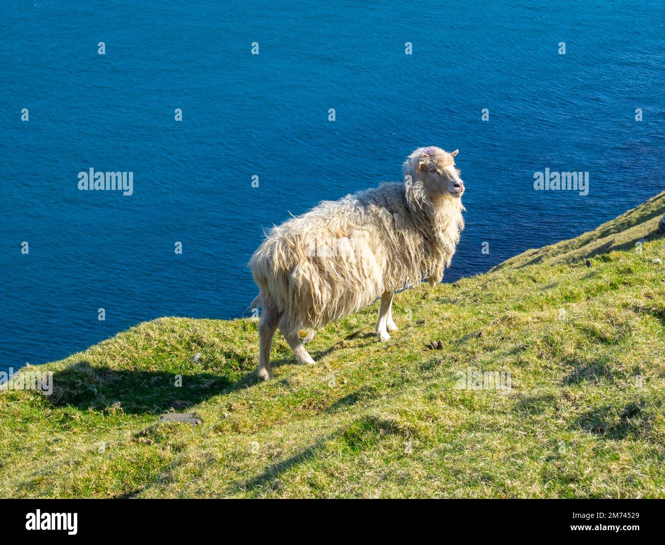 Atlantic sheep hi-res stock photography and images - Alamy