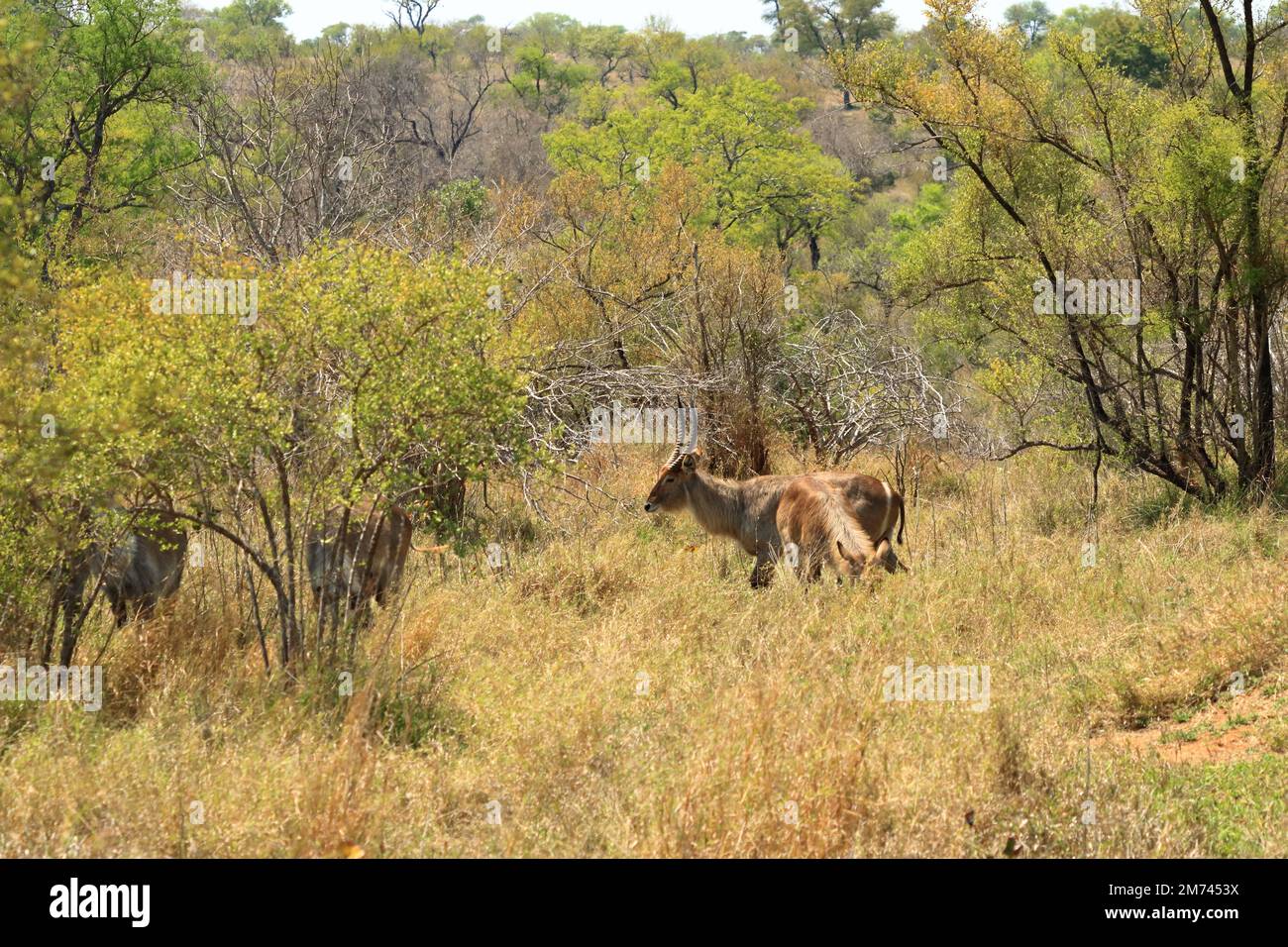 waterbuck in the vegetation of the veld in the Kruger Park in South ...