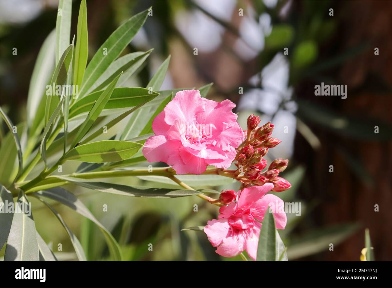 Close-up photo of ( oleander flower )Kaner's pink flower blooms in the ...