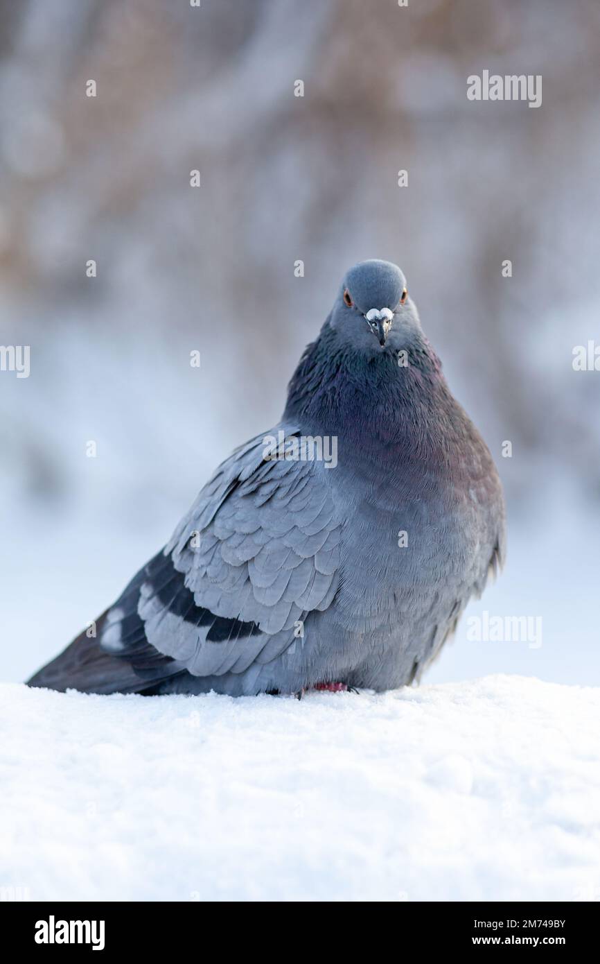 A beautiful pigeon sits on the snow in a city park in winter. Close-up ...