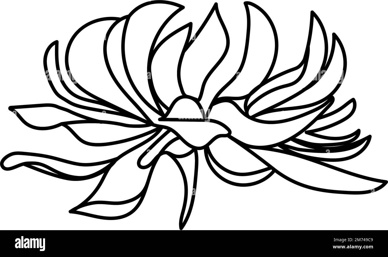 Watercolor flower black lines. Hand-drawn blooming flowers with ...