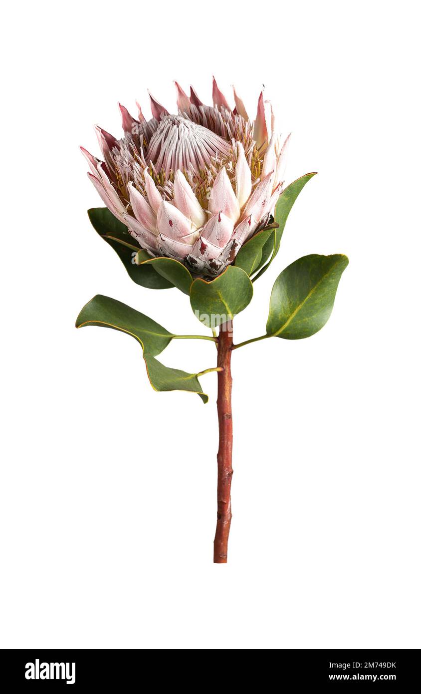 Protea isolated on white background. Big single flower with stem ...