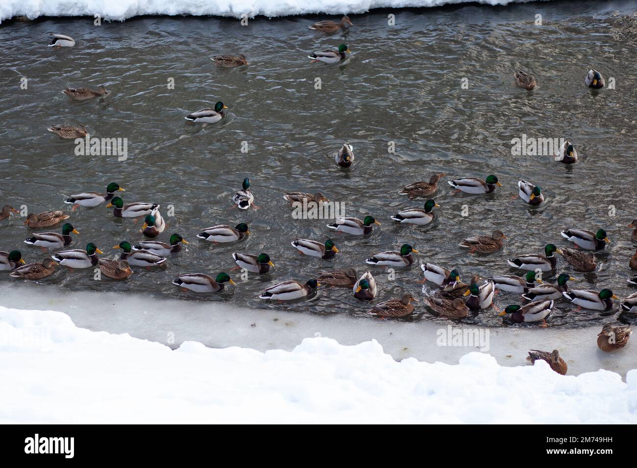 Ducks swim in the river in the city's public park in winter. Migration ...