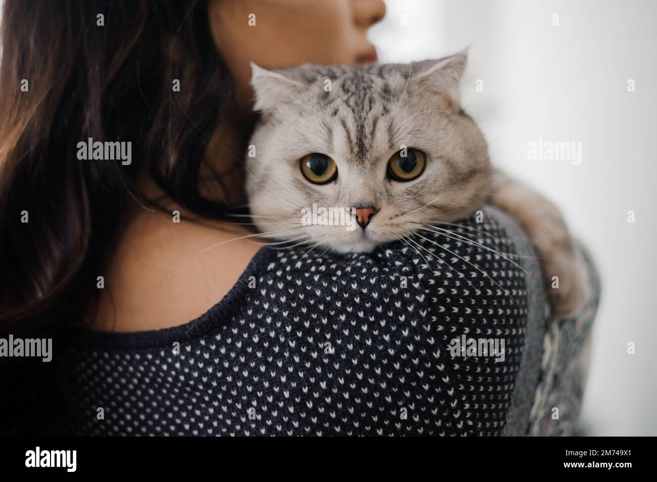 Gray cat in the arms of a girl Stock Photo - Alamy