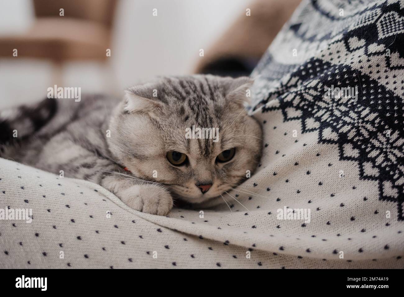 Gray cat in the arms of a girl Stock Photo - Alamy