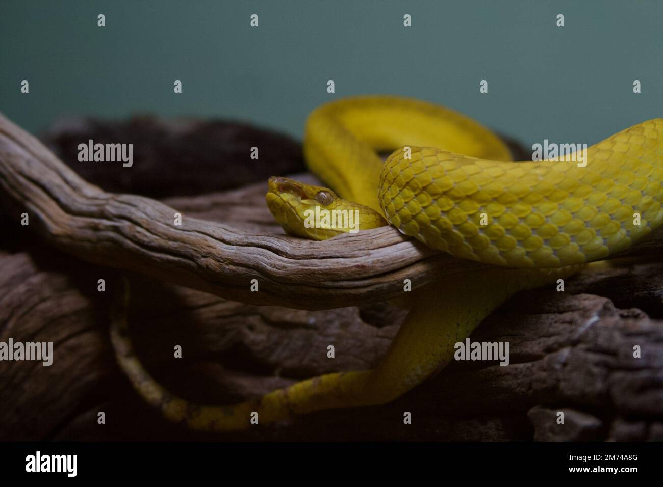 Colorful snake crawling on a branch Stock Photo - Alamy