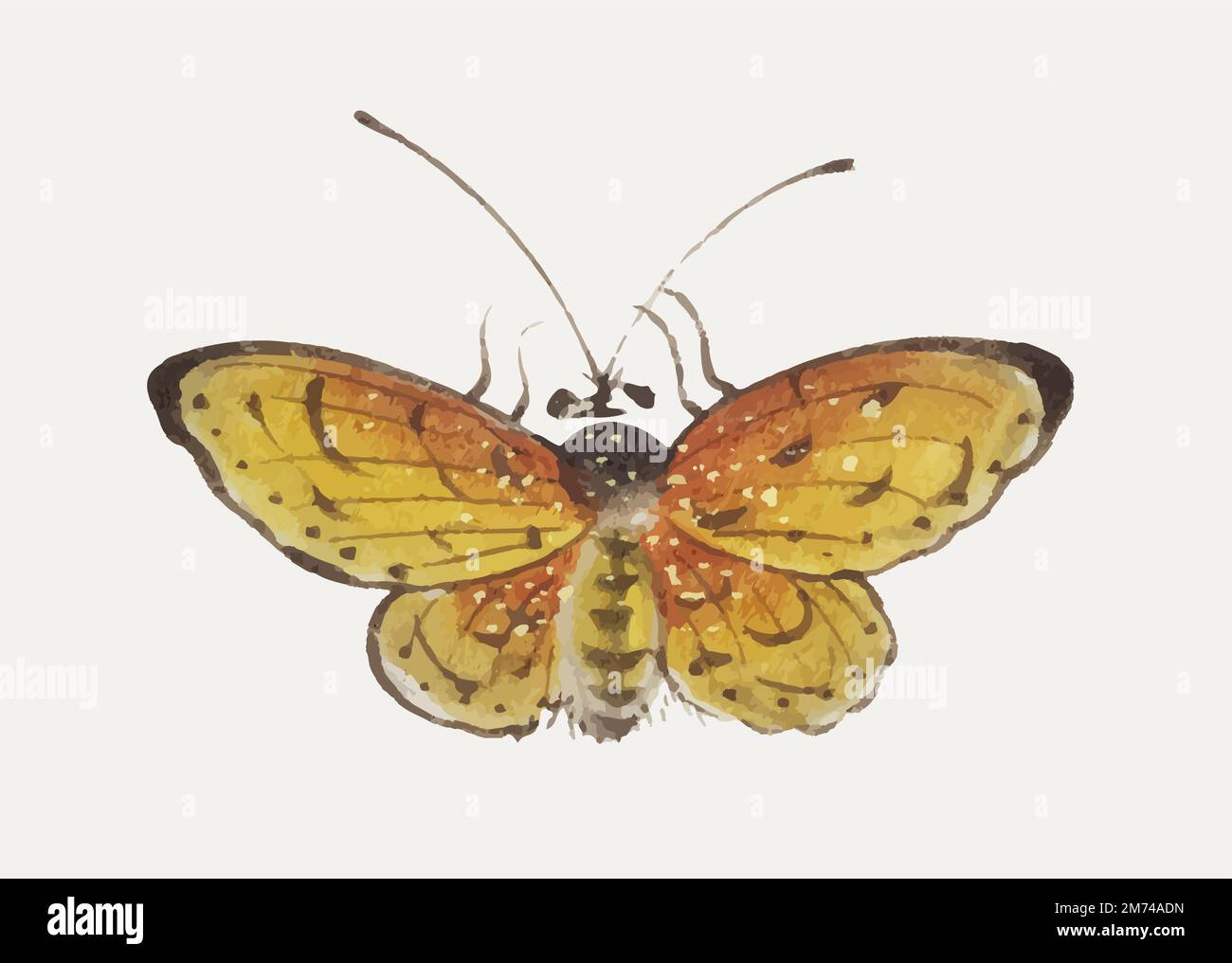 Yellow moth insect animal Stock Vector Images - Alamy