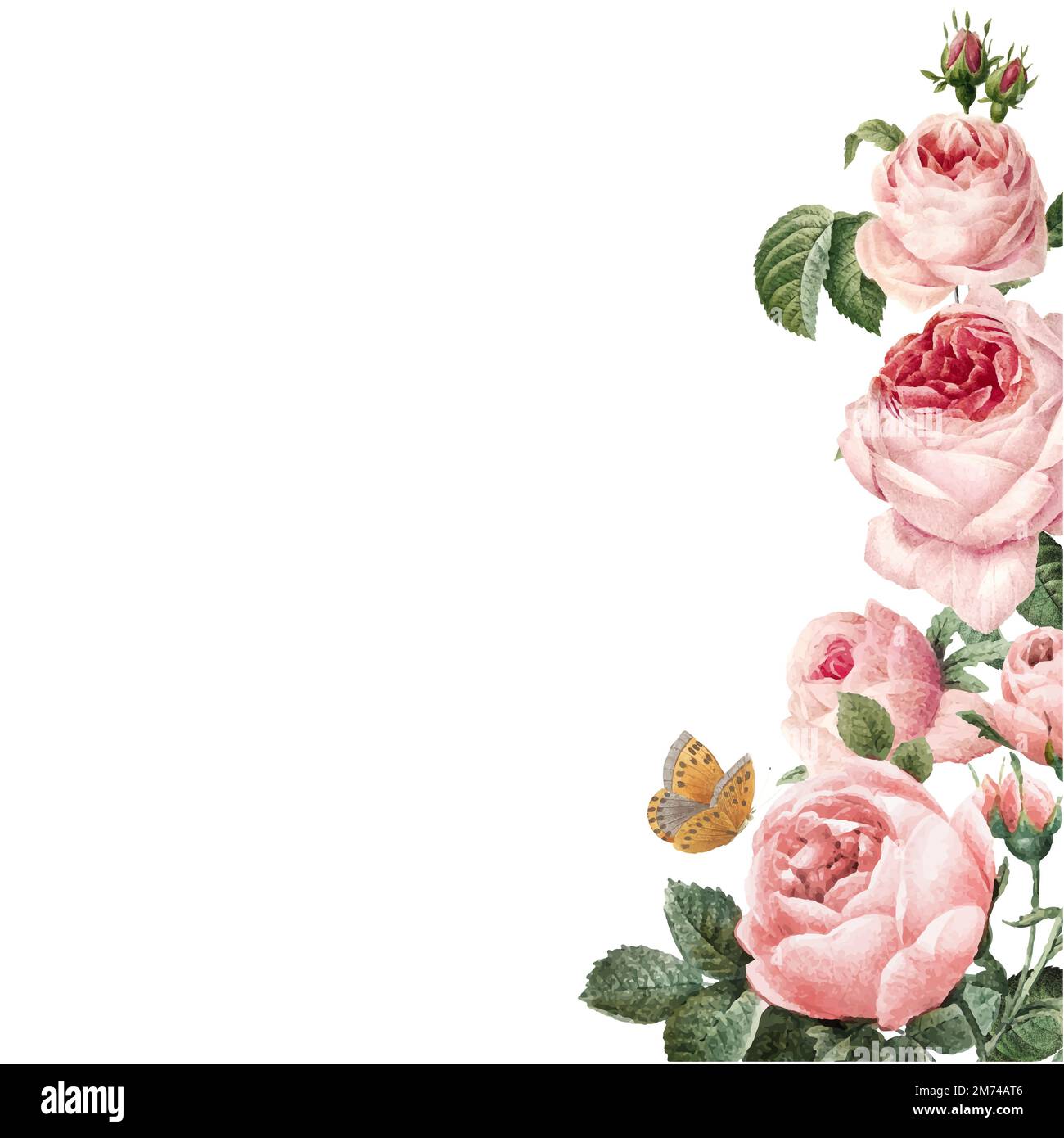 Hand drawn pink roses frame on white background vector Stock Vector Image & Art - Alamy