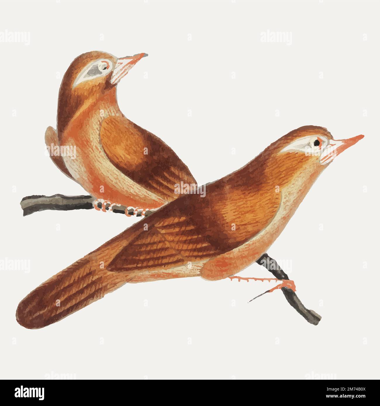 Chinese painting featuring birds of China Stock Vector Image & Art - Alamy