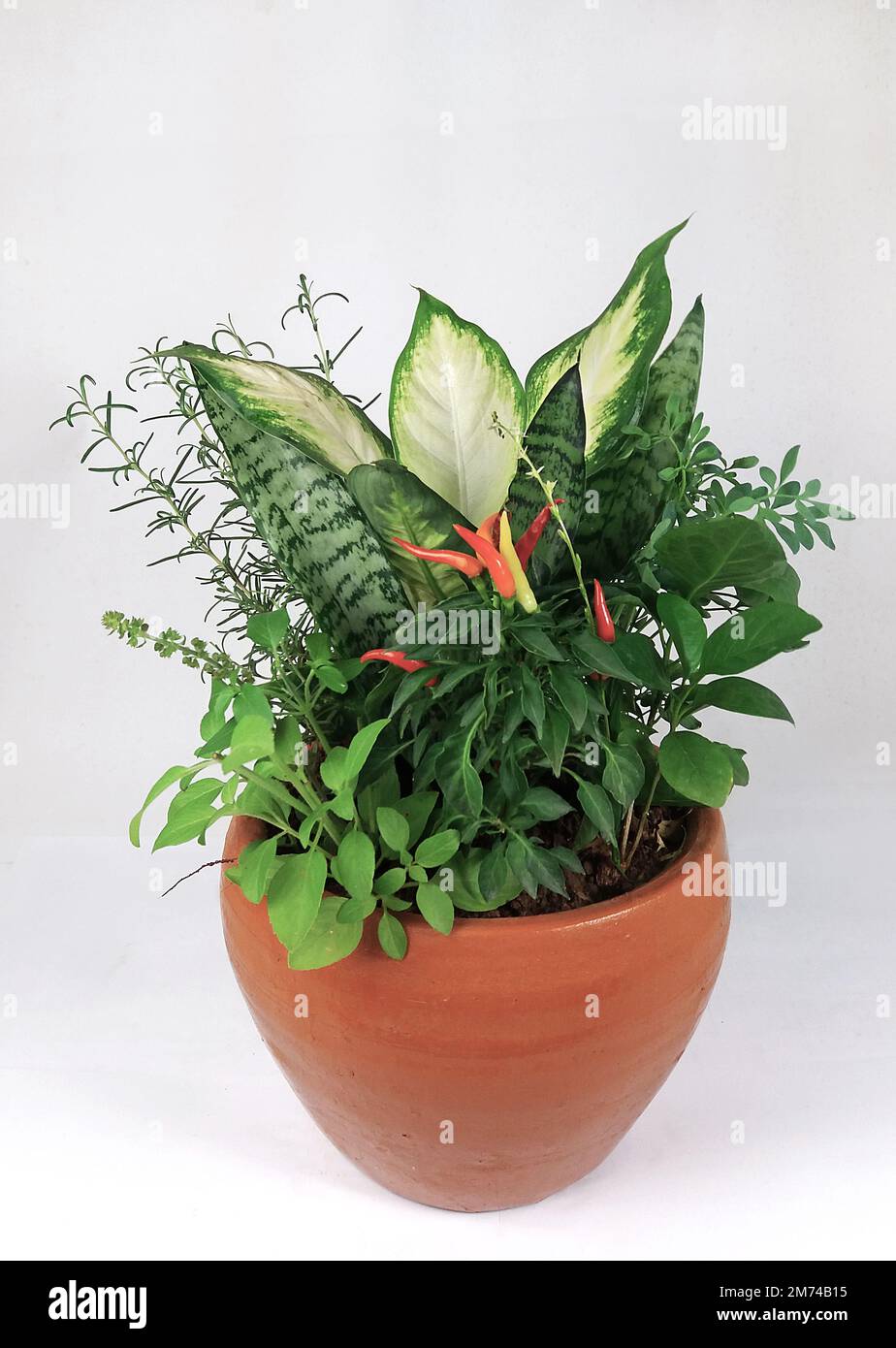 In Brazilian popular culture, the seven herbs are famous for their ...