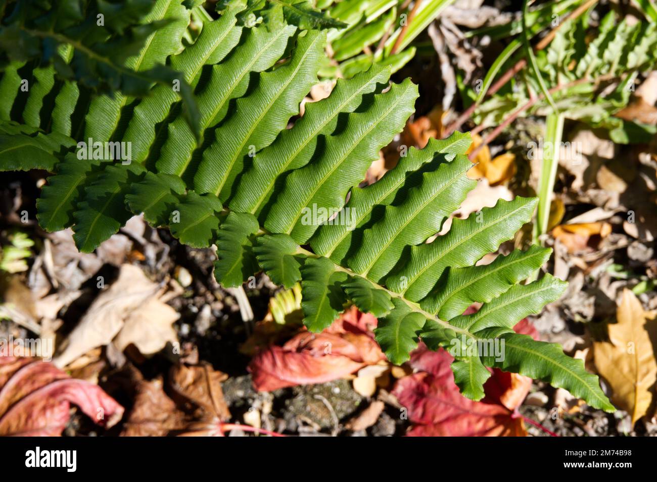 Blechum chilense hi-res stock photography and images - Alamy