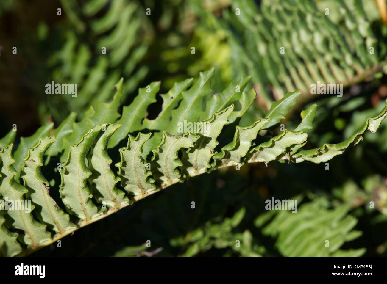 Plant groundcover hi-res stock photography and images - Alamy
