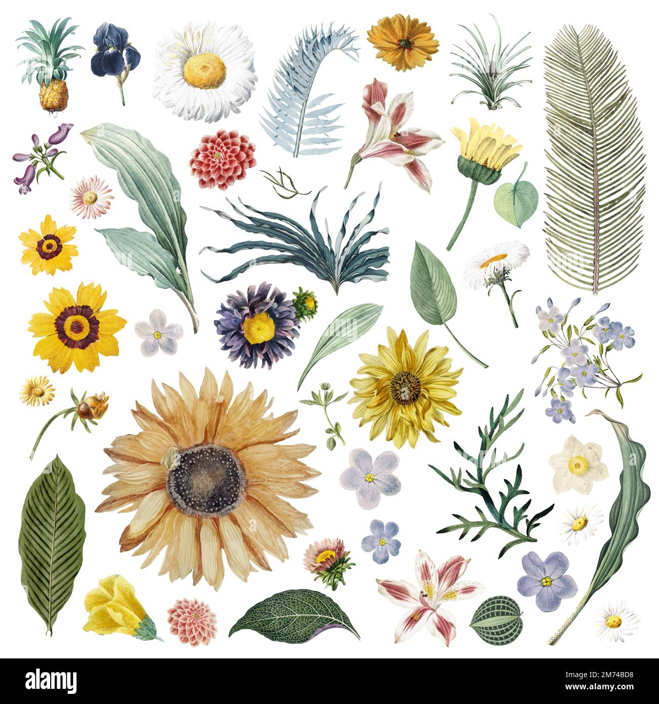 Beautifully illustrated collection hi-res stock photography and images ...
