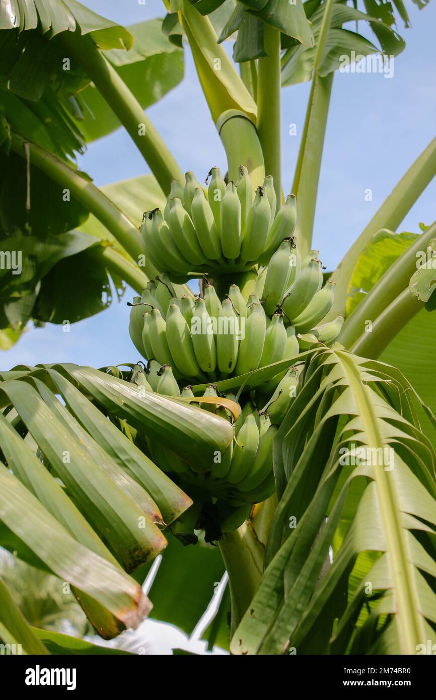 A vertical low angle shot of green unripe bananas on the tree Stock ...