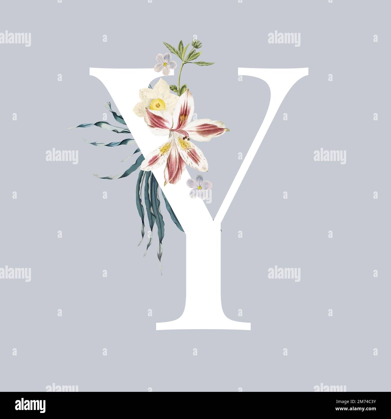 Lily stargazer Stock Vector Images - Alamy