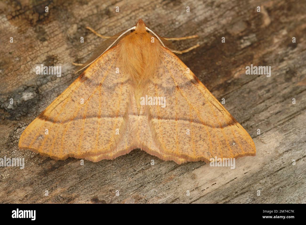 Natural closeup on a yellow geometer Feathered thorn moth, Colotois ...