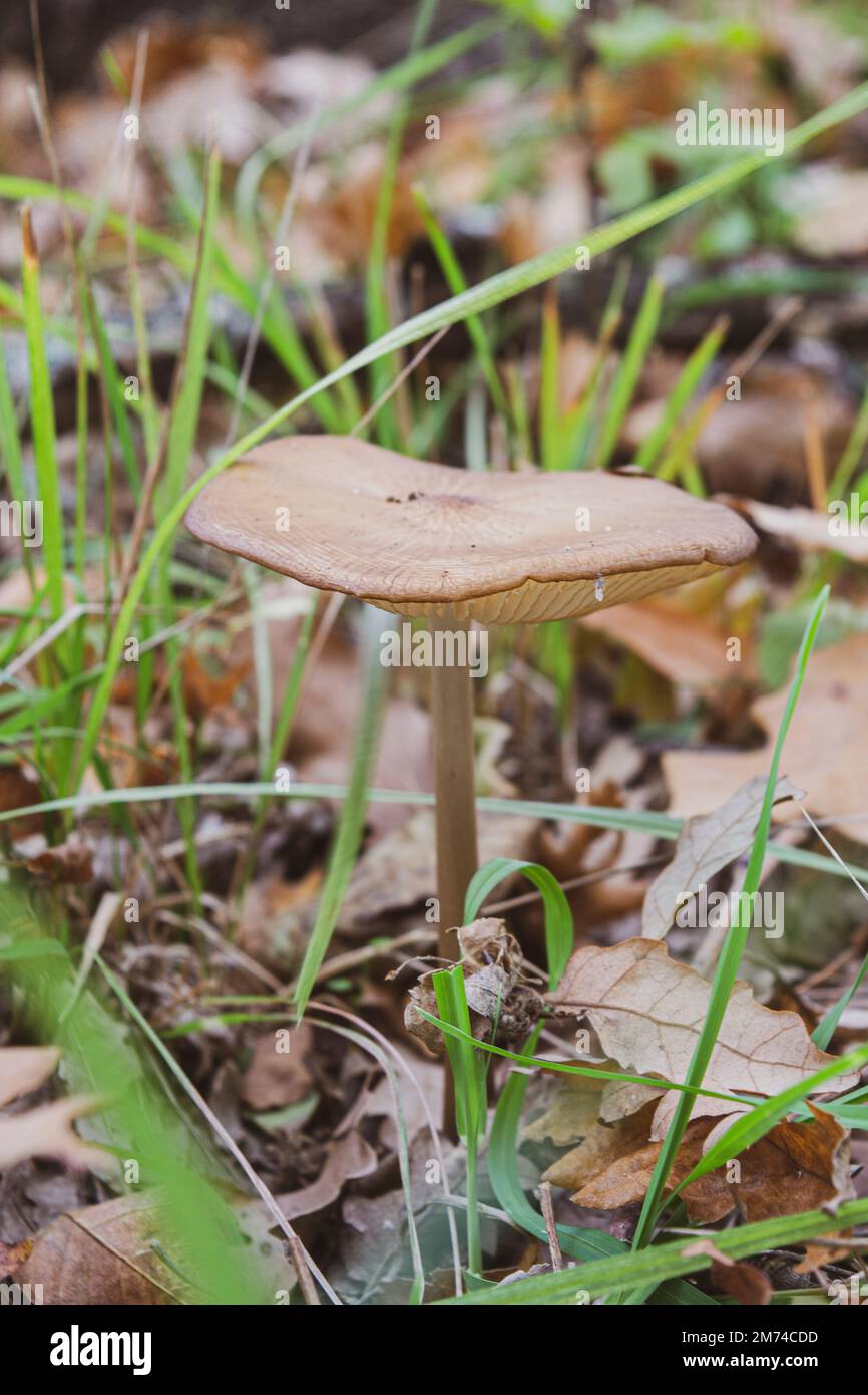 Deep root mushroom hymenopellis radicata hi-res stock photography and ...