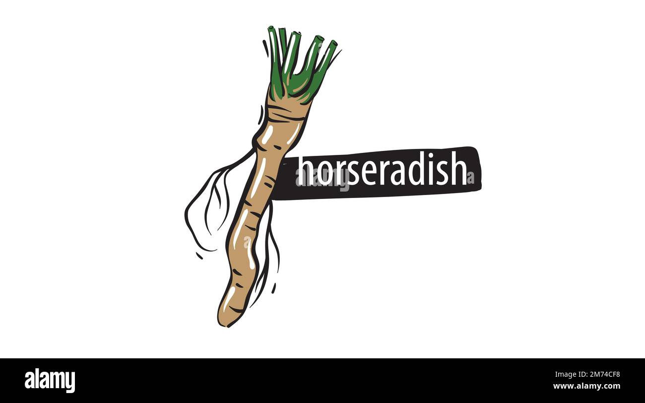 Drawn horseradish isolated on a white background Stock Vector Image ...
