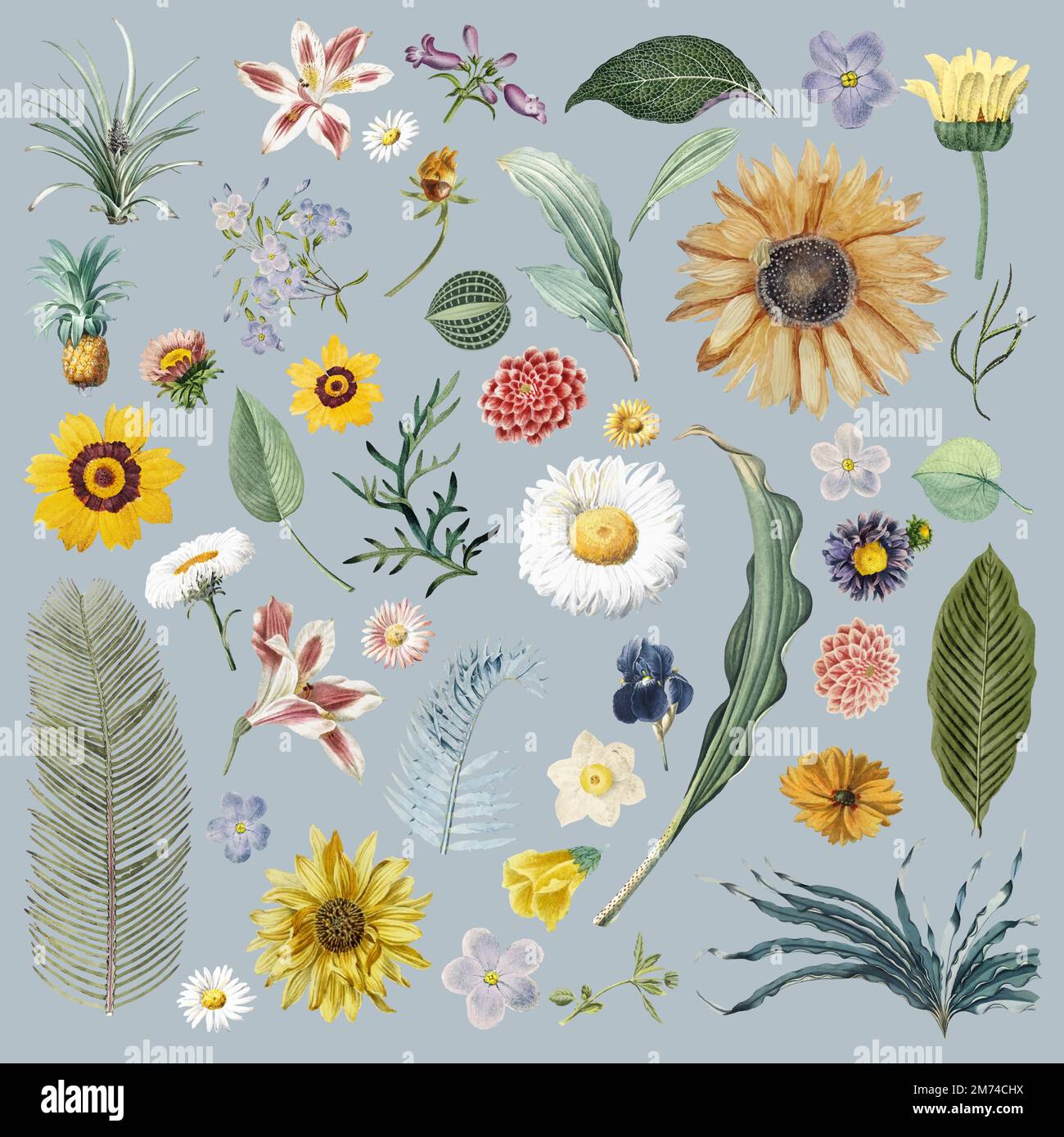 Beautifully illustrated collection hi-res stock photography and images ...