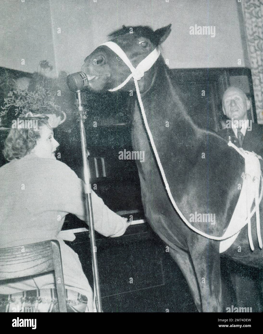England, circa. 1955. Dixie, the New Forest pony has a passion for ale ...
