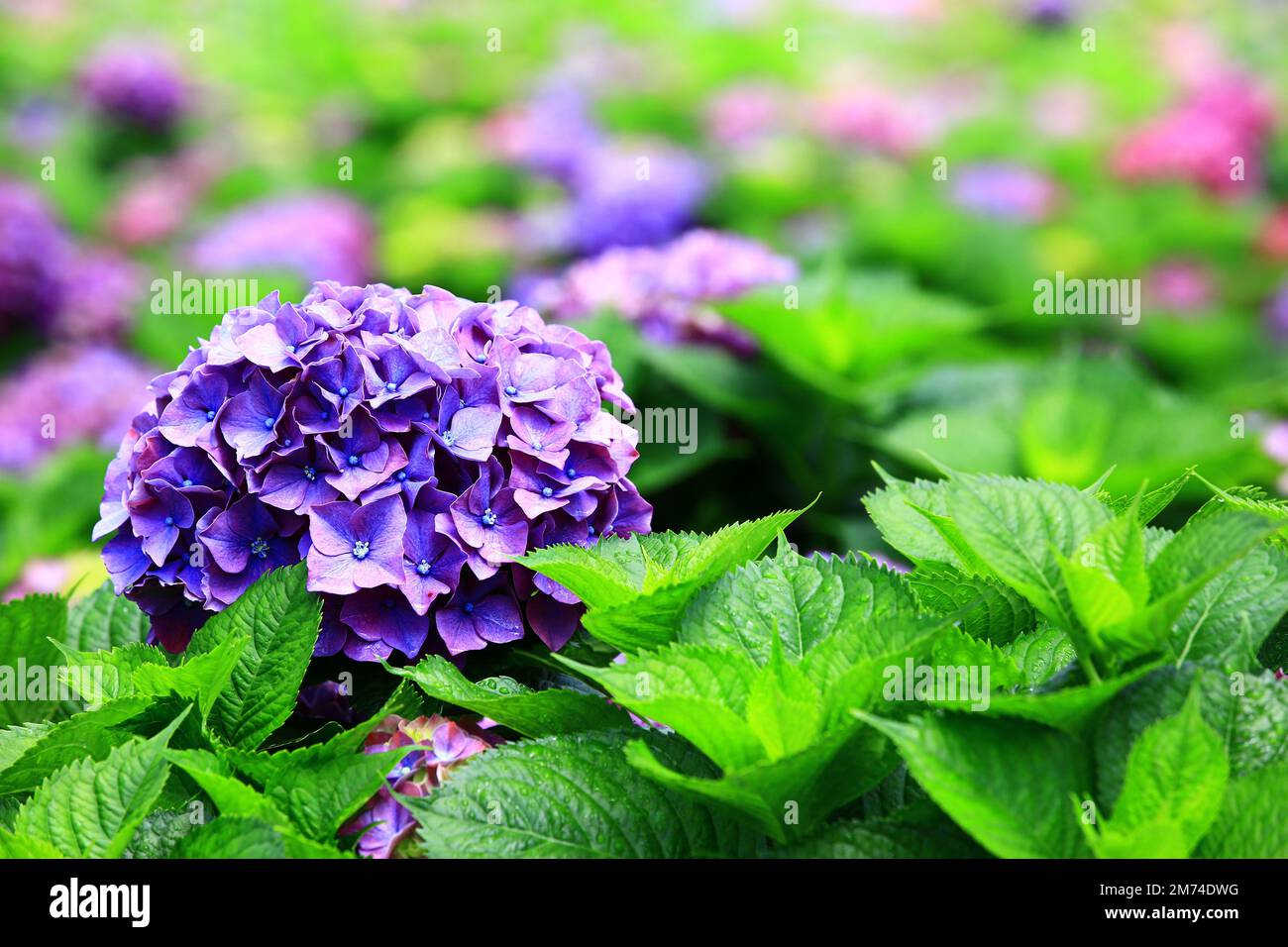beautiful view of blooming Hydrangea,Big-leaf Hyrdangea flowers,close ...