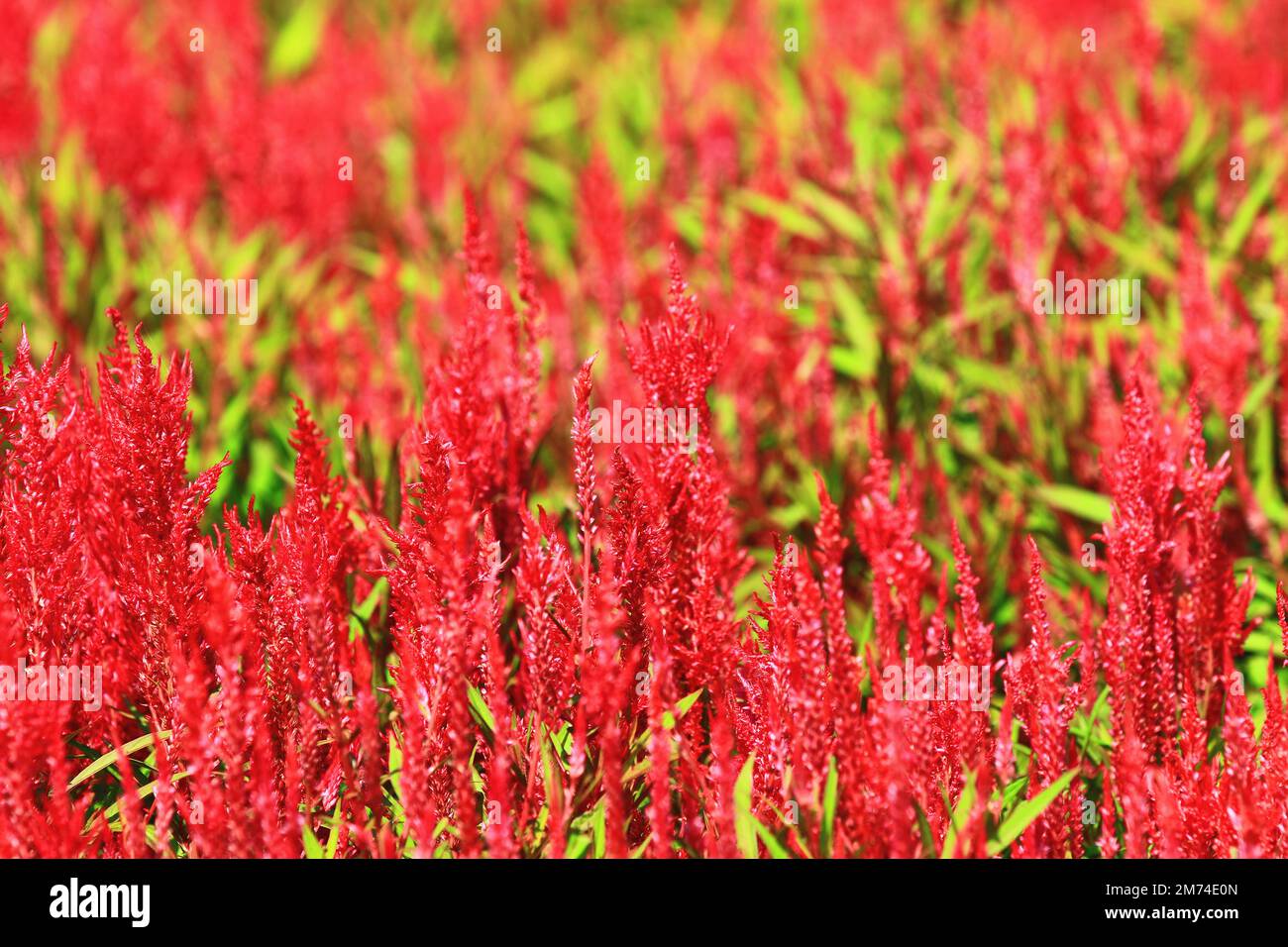 Red cockscomb hi-res stock photography and images - Alamy