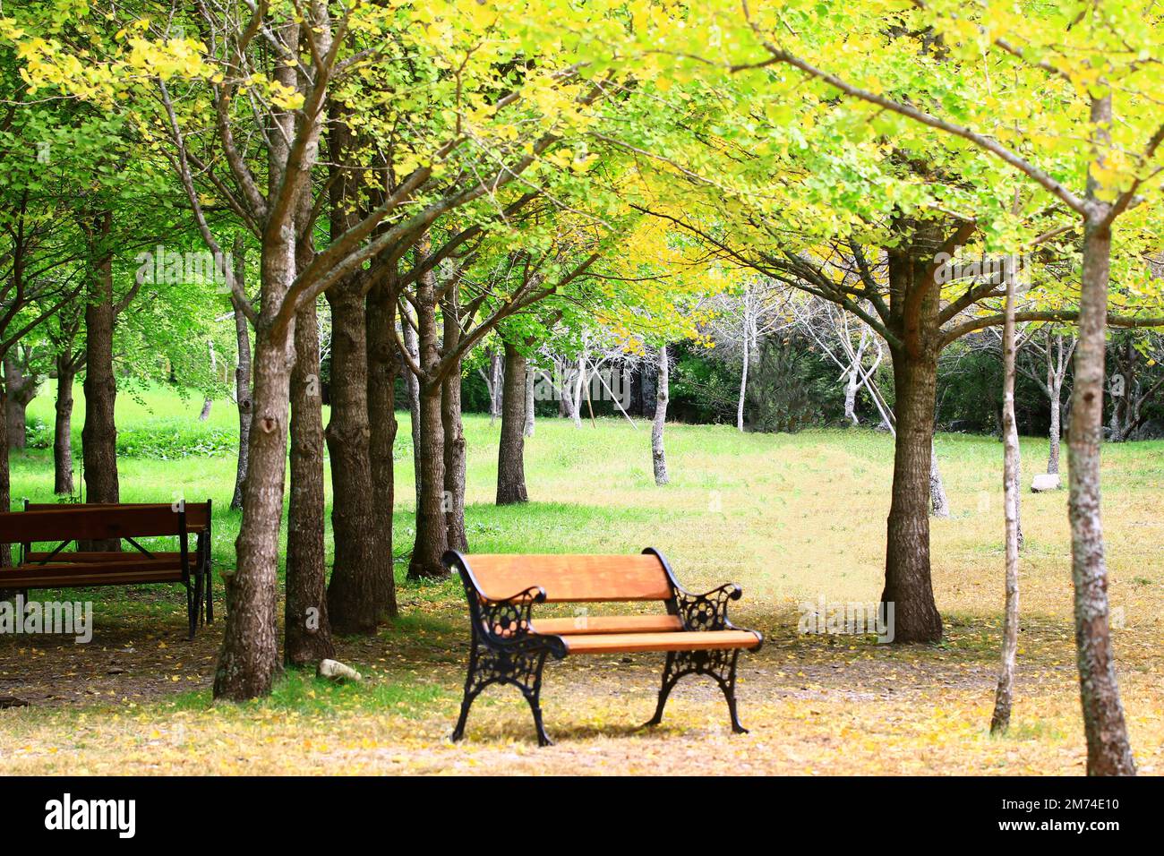 beautiful autumn scenery with Ginkgo,Maidenhair trees and chairs,view of colorful Ginkgo trees ...