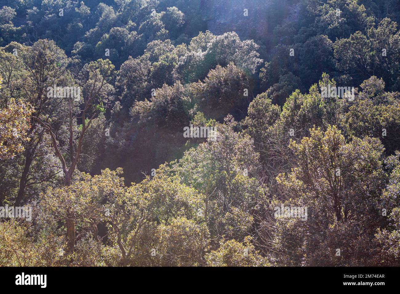 Treetops background . Dense forest view from above Stock Photo - Alamy