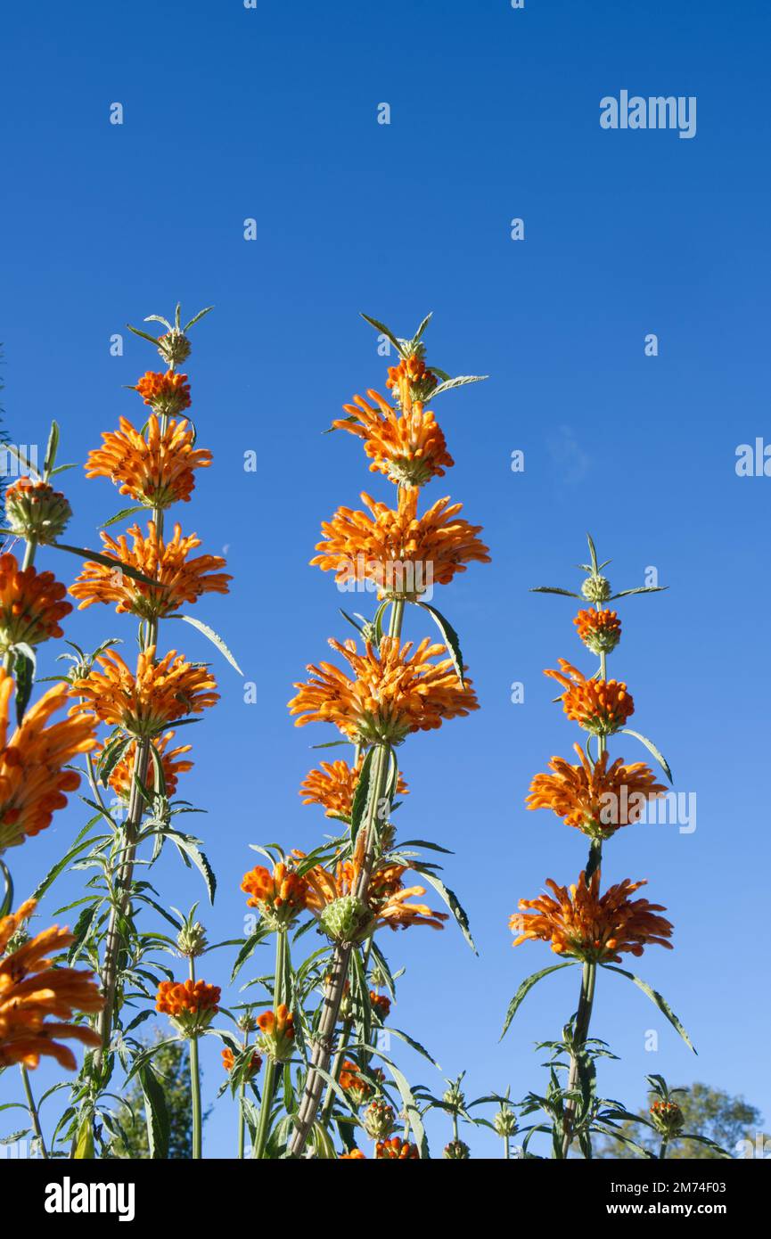 Orange autumn flowers of lion's tail flower leonotis leonurus in UK ...