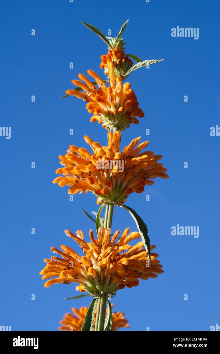 Orange flowers of lion's tail flower leonotis leonurus in UK garden ...