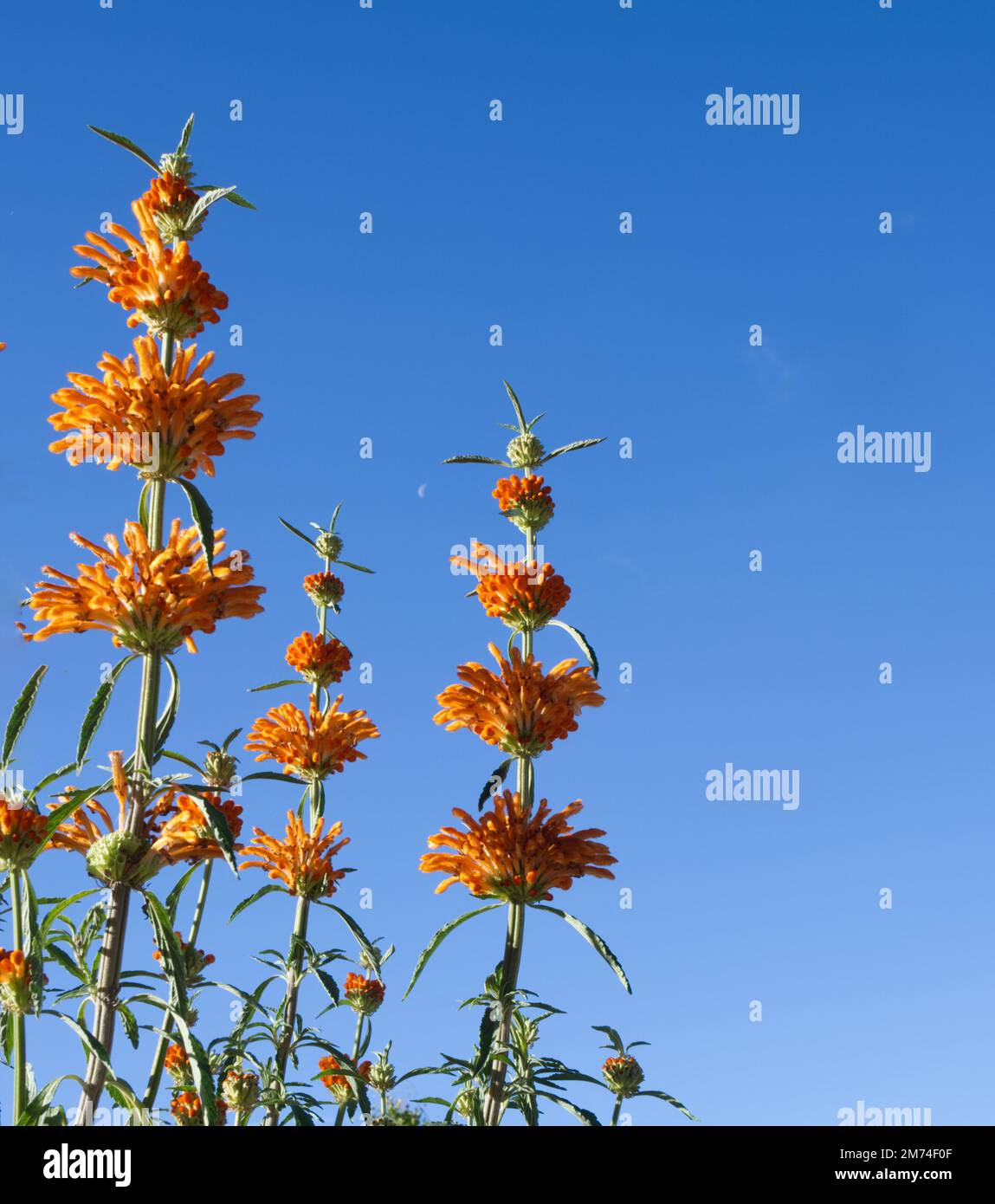 Orange autumn flowers of lion's tail flower leonotis leonurus in UK ...