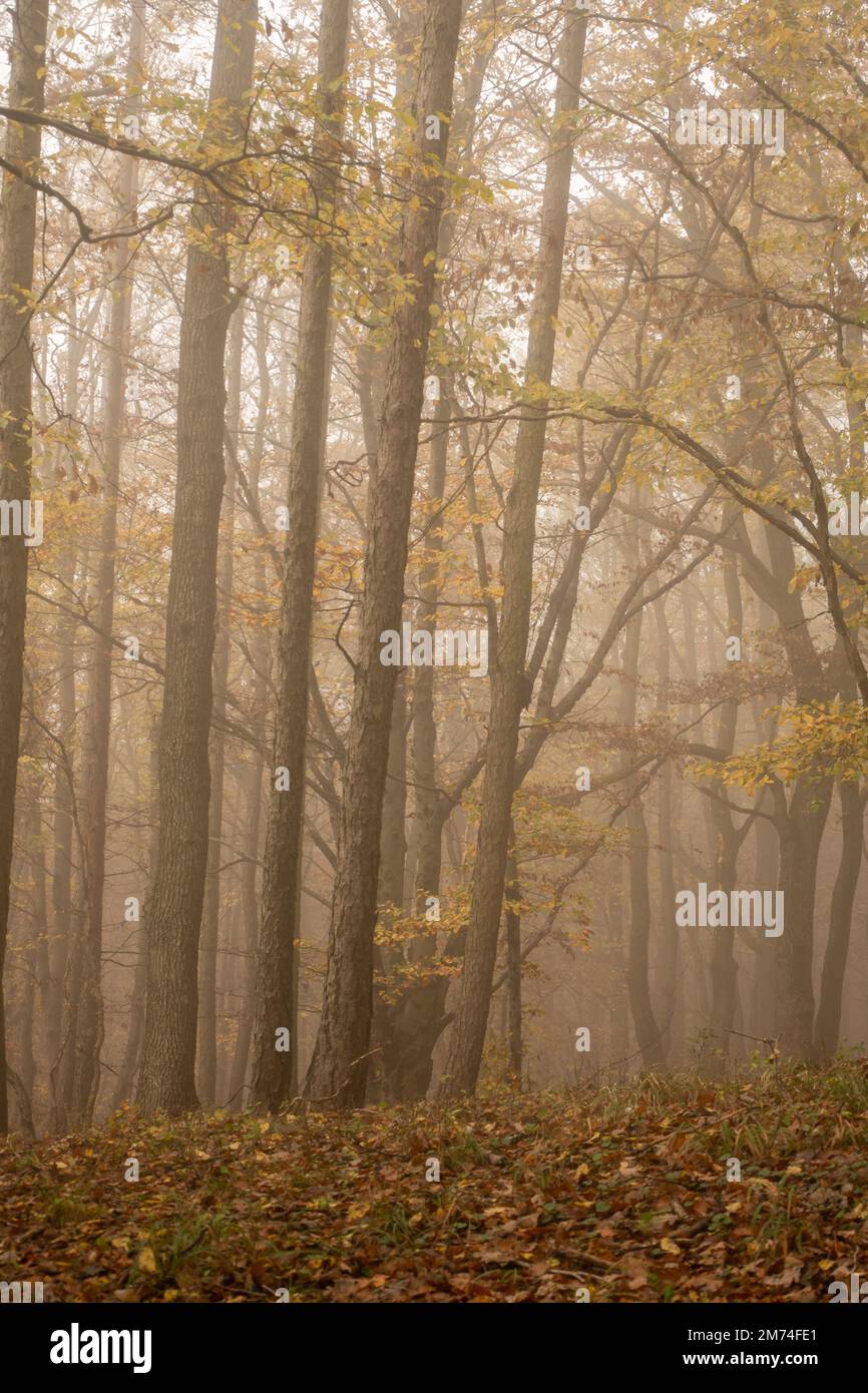 Autumn forest in the fog Stock Photo - Alamy