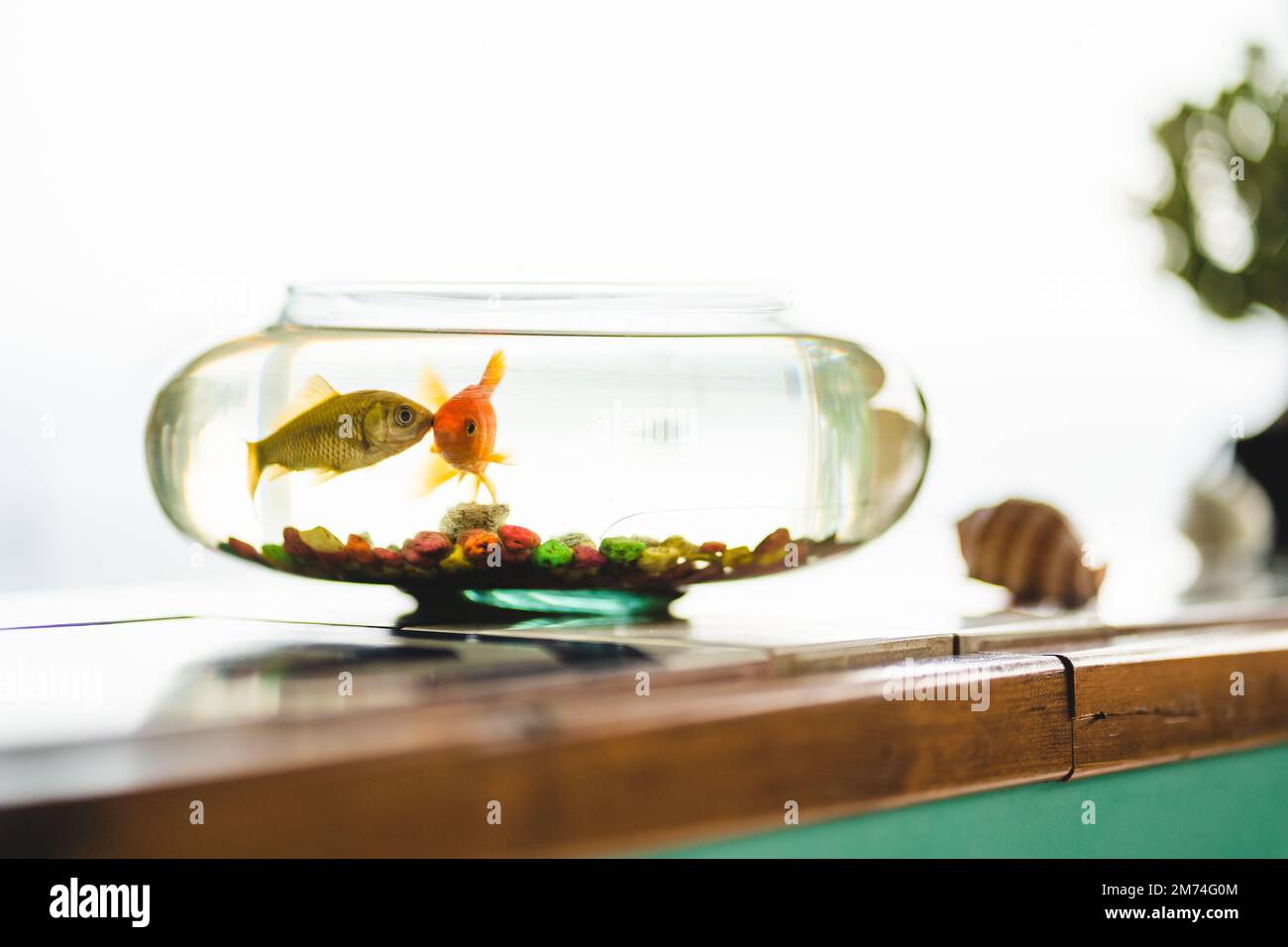 A closeup of some colored fishes inside a fish tank, light background ...