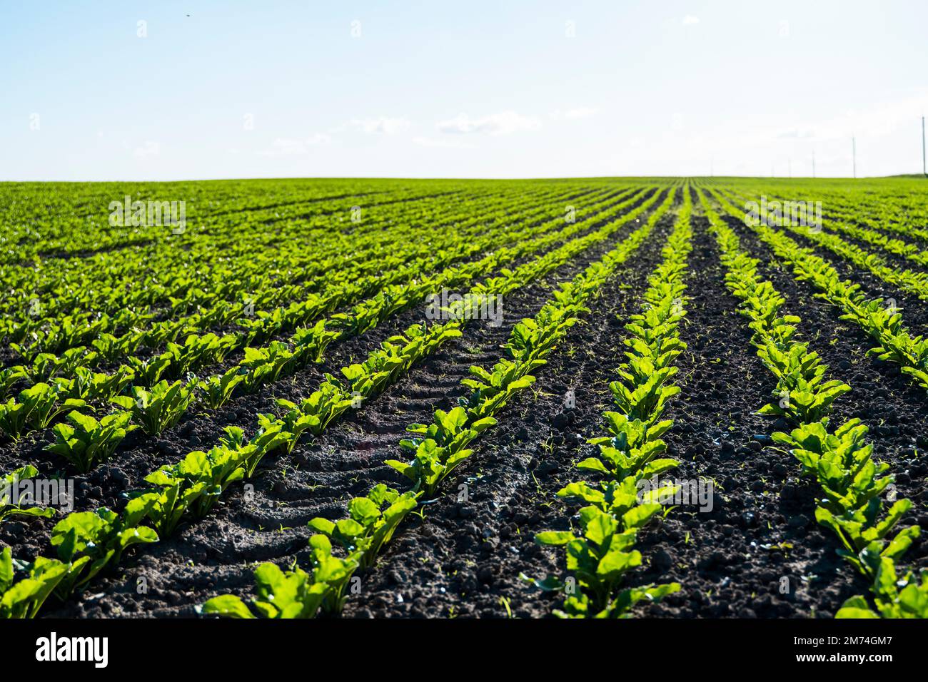 Agriculture. Long rows of young sugar beet sprouts in a fertile soil on ...