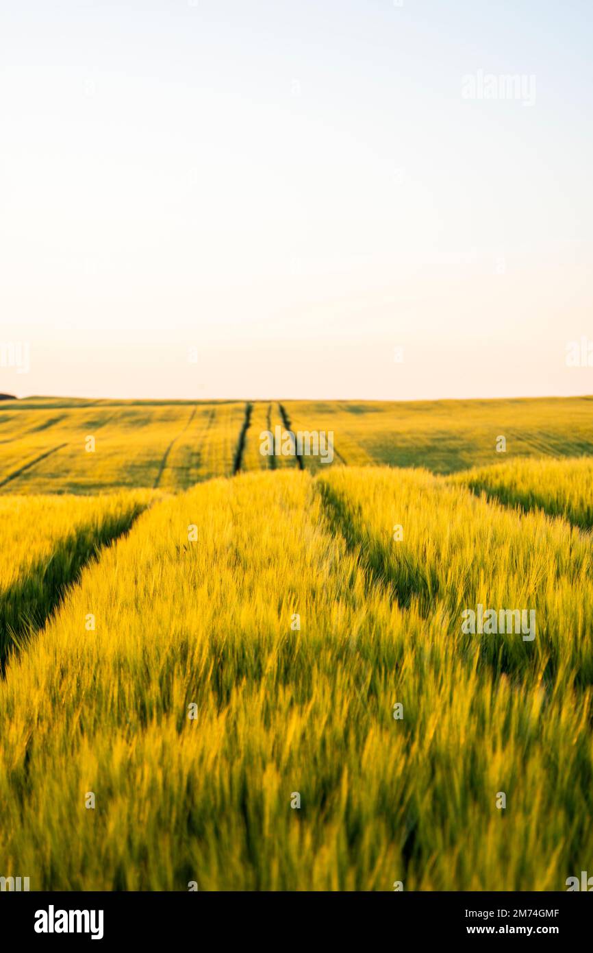 Landscape of green barley agricultural field. Green unripe cereals. The ...