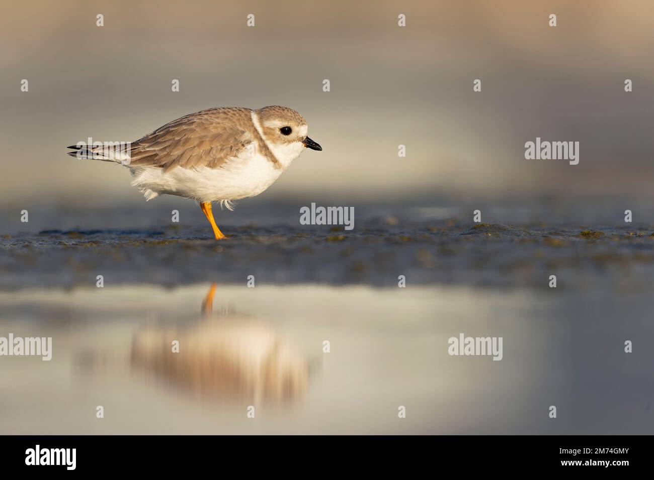 Foraging species hi-res stock photography and images - Alamy
