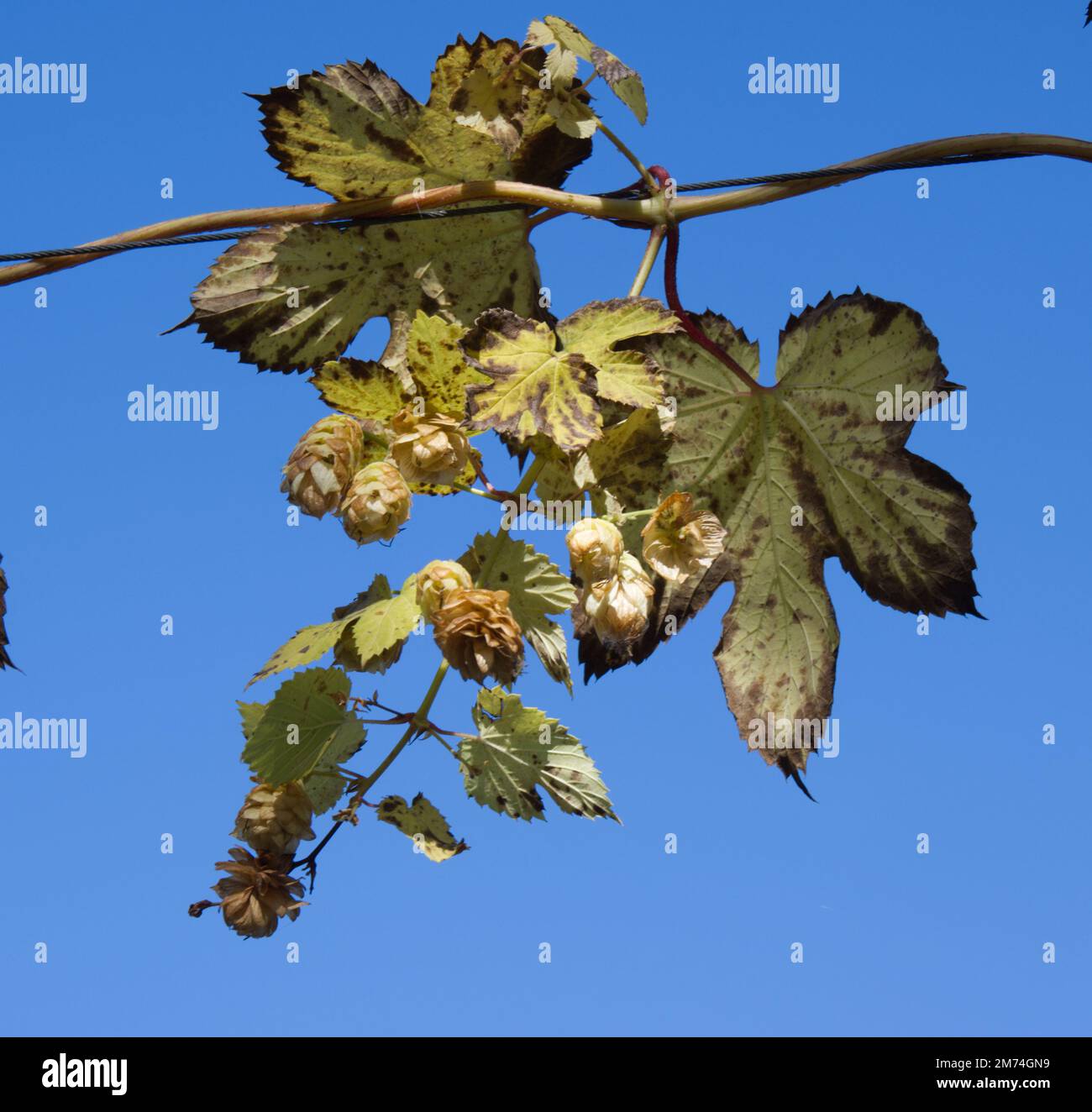 Golden hop Humulus lupulus 'Aureus' in UK garden autumn Stock Photo - Alamy