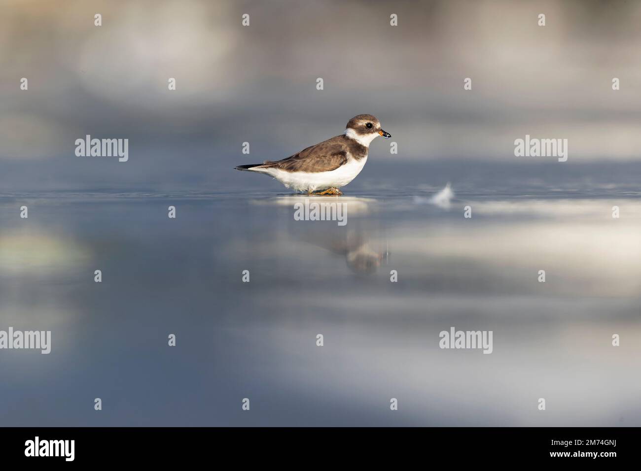 A semipalmated plover (Charadrius semipalmatus) foraging on a beach at ...