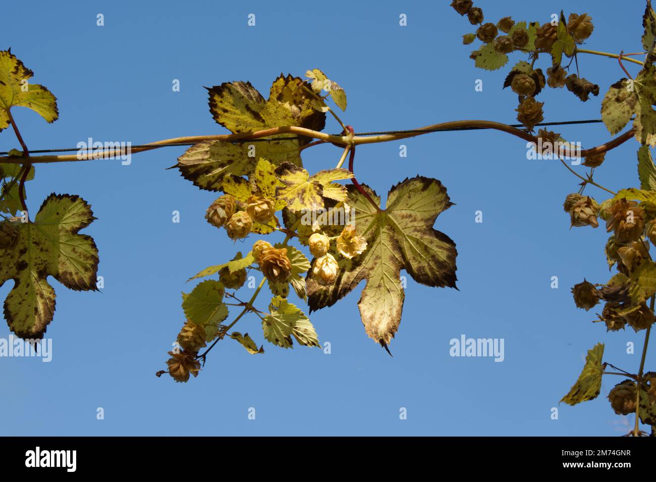 Golden hop Humulus lupulus 'Aureus' in UK garden autumn Stock Photo - Alamy