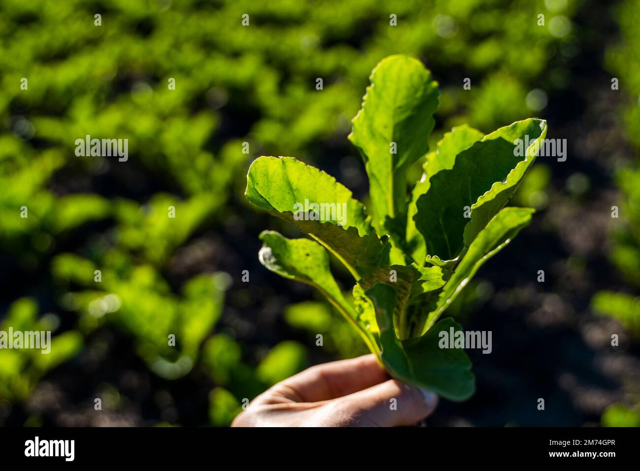 Leafs of young beetroot plants in farmer hand. Farmer holding beet root ...