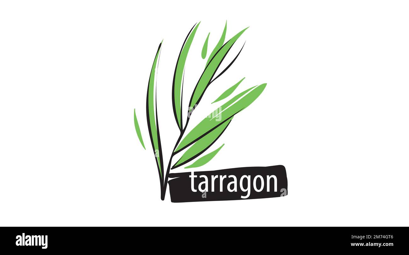 Drawn tarragon isolated on a white background Stock Vector Image & Art ...