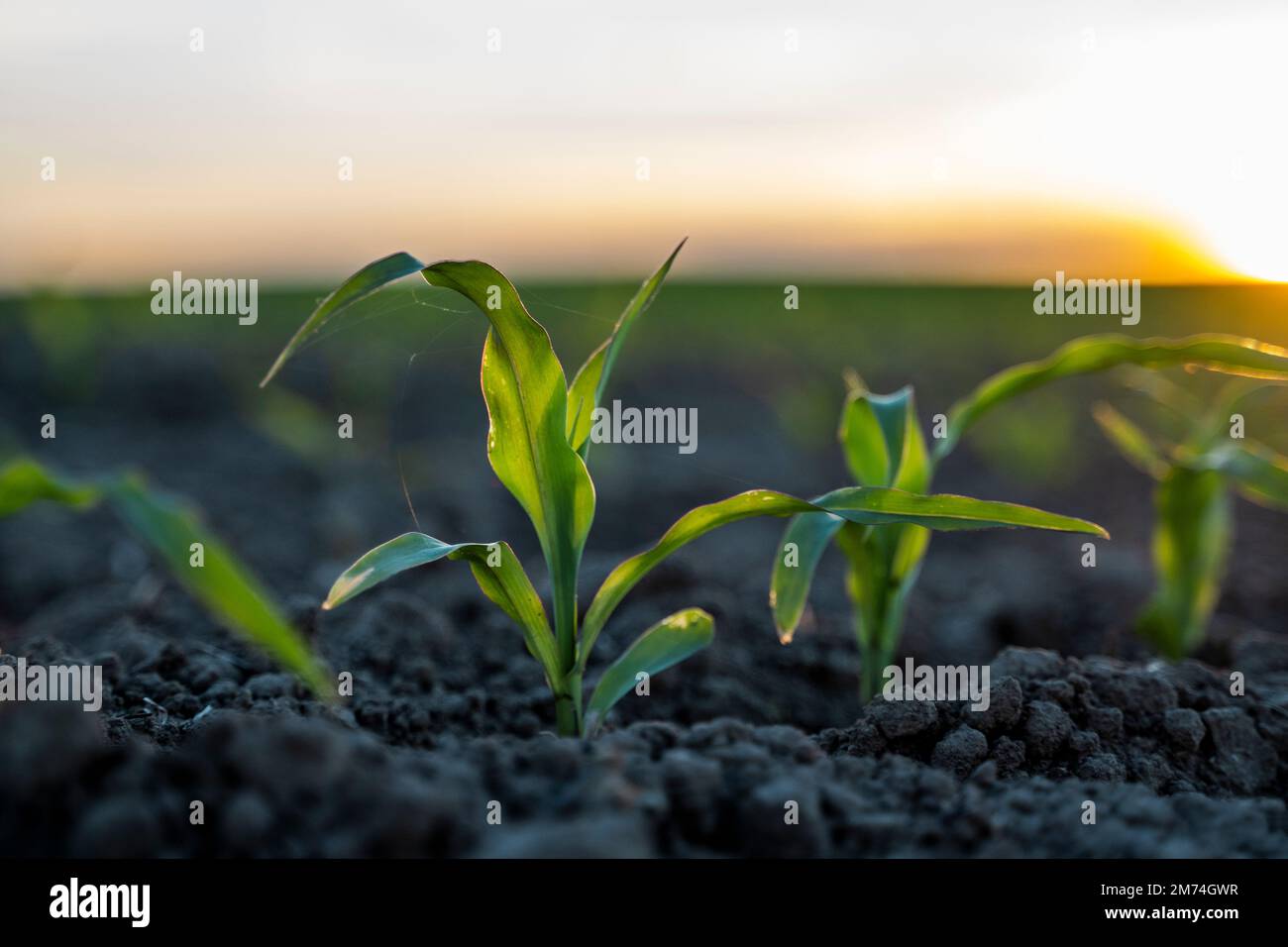 Maize seedling close up. Fertile soil. Farm and field of grain crops ...
