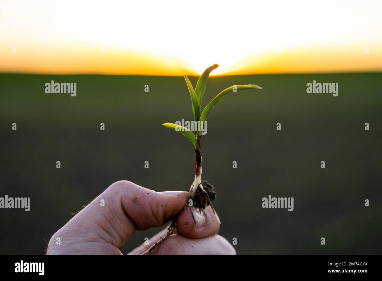 Farmer holding corn sprout with root and researching plant growth ...