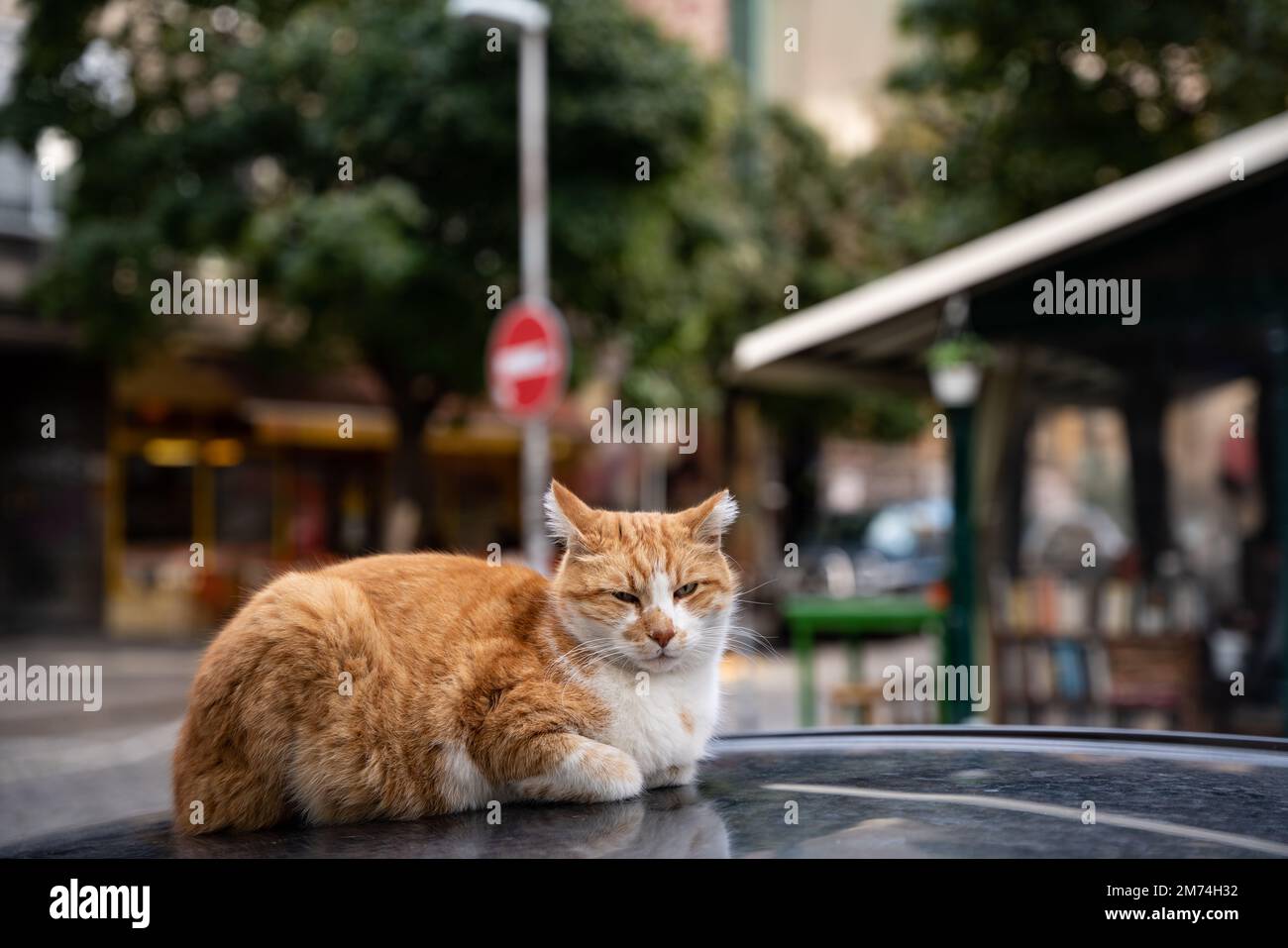A selective focus shot of a stray orange white cat on a car roof Stock ...