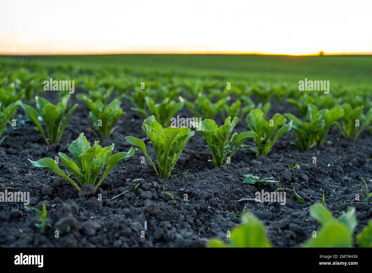 Beet sprout hi-res stock photography and images - Alamy