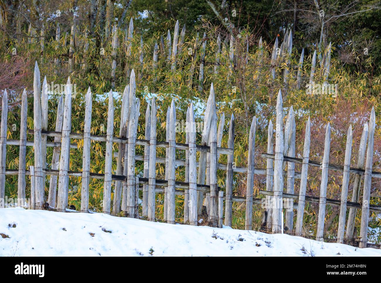 Line of sharpened wooden stakes in snowy forest on hill Stock Photo - Alamy